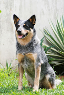 Cães do mundo: Boiadeiro australiano